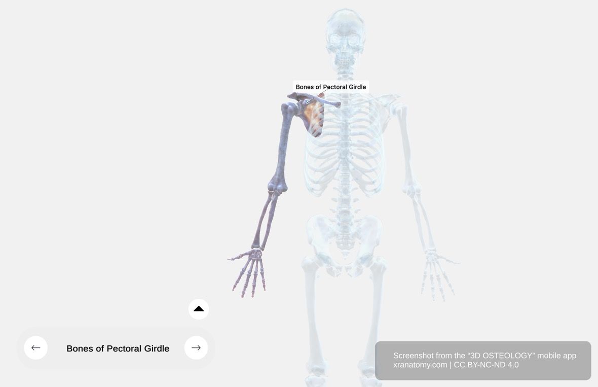 Bones of the Upper Limb - Interactive 360° 3D Views