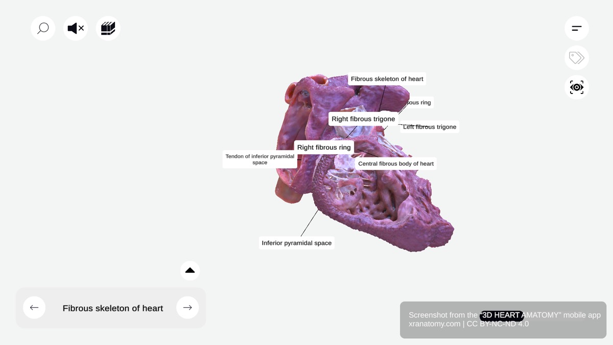Fibrous Skeleton of Heart - 3D Heart Anatomy
