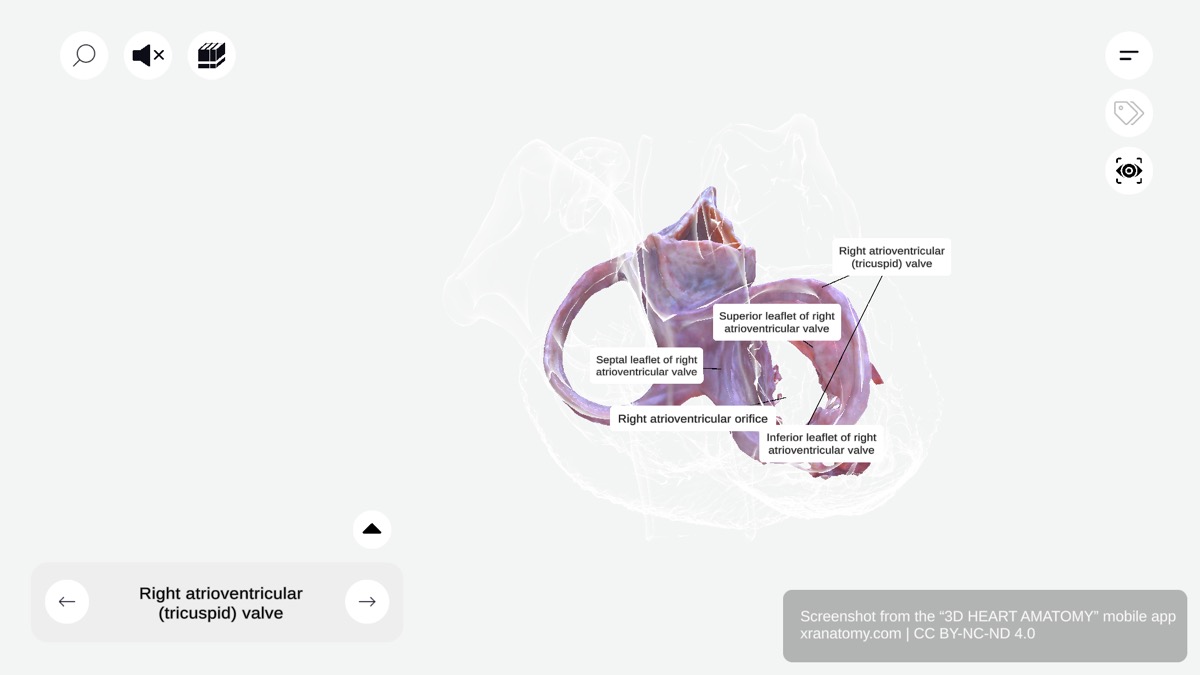 Right Atrioventricular Valve (Tricuspid) - 3D Heart Anatomy