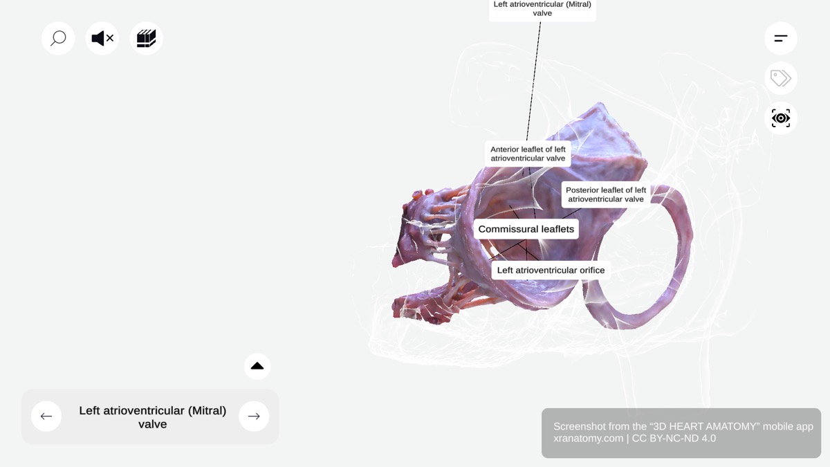 Left Atrioventricular Valve (Mitral) - 3D Heart Anatomy