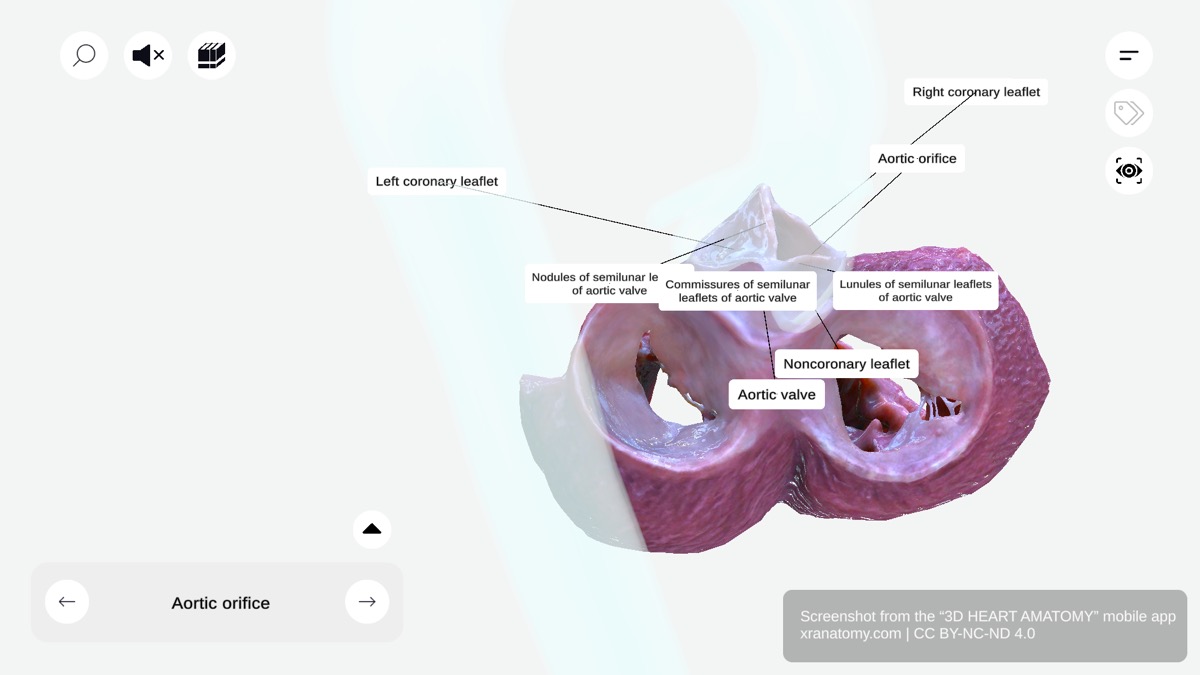 Root of Aorta - 3D Heart Anatomy