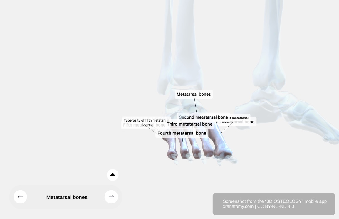 Metatarsal Bones Anatomy - Interactive 360° 3D Views