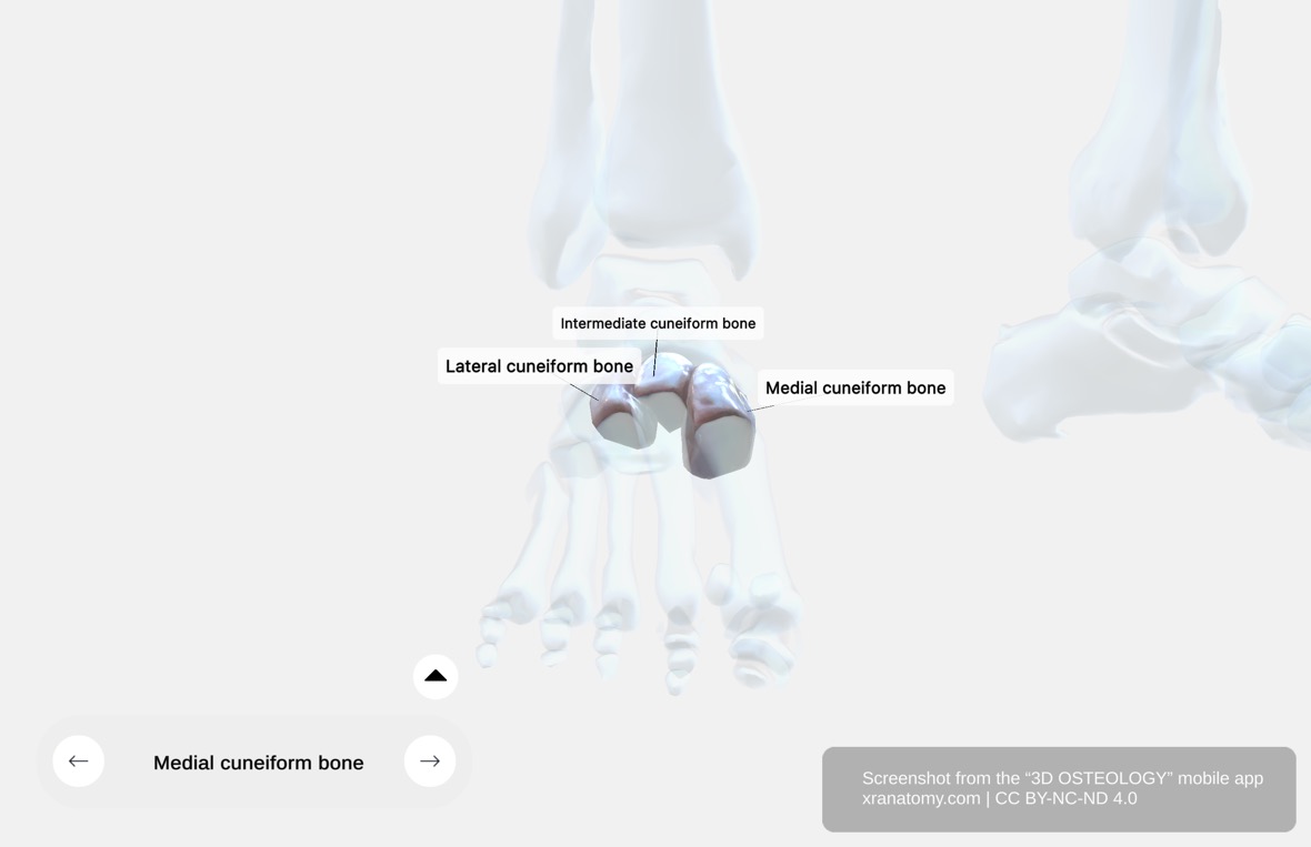 Cuneiform Bones Anatomy - Interactive 360° 3D Views