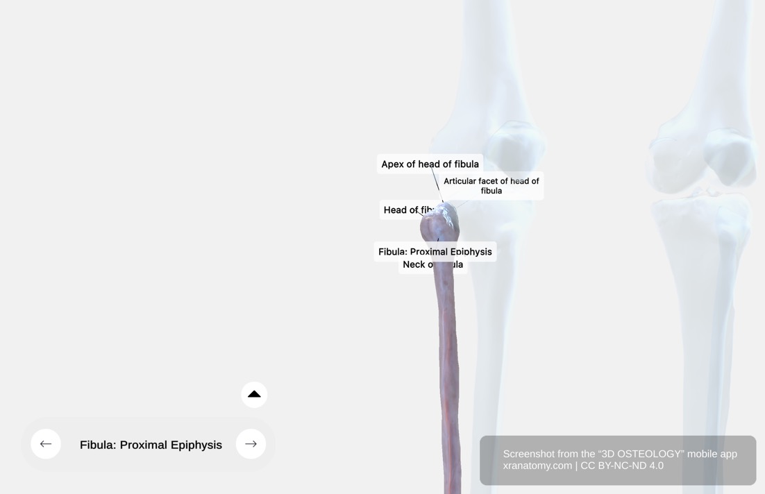 Does The Tibia Have A Styloid Process