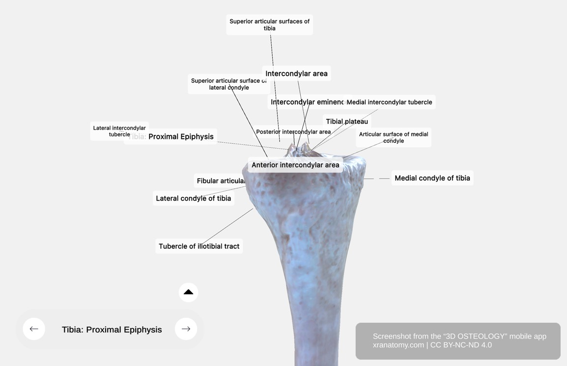 Tibia Anatomy - Interactive 360° 3D Views